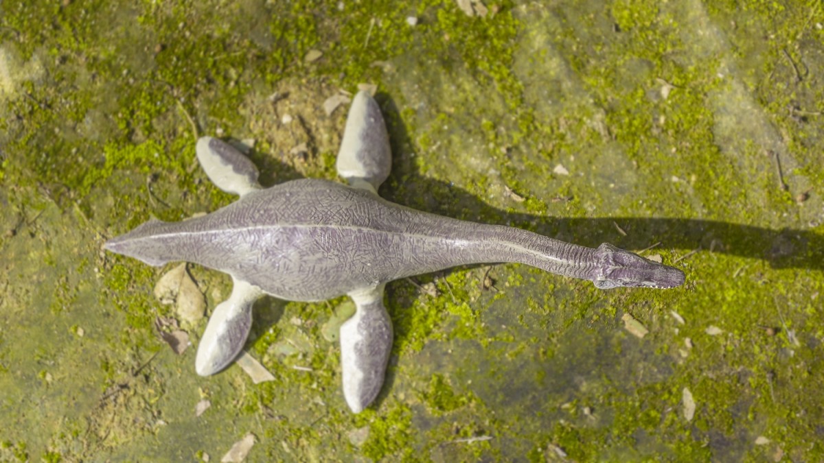 Strange Creature Washed Up on Georgia Beach Thought To Be Legendary ...