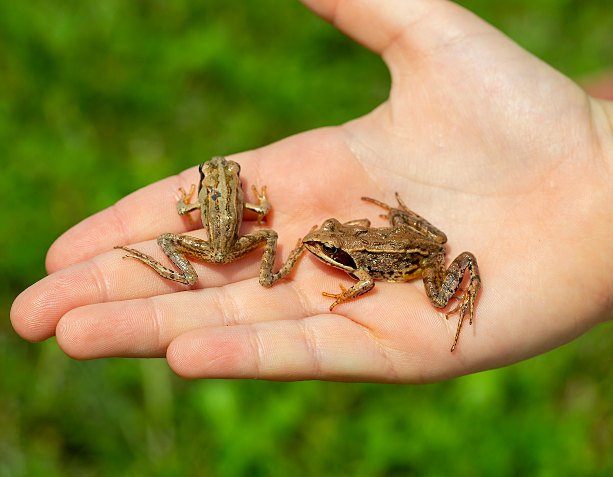 Man in ‘Frog and Toad’ Shirt Was Literally the Answer to a Grieving Mom ...