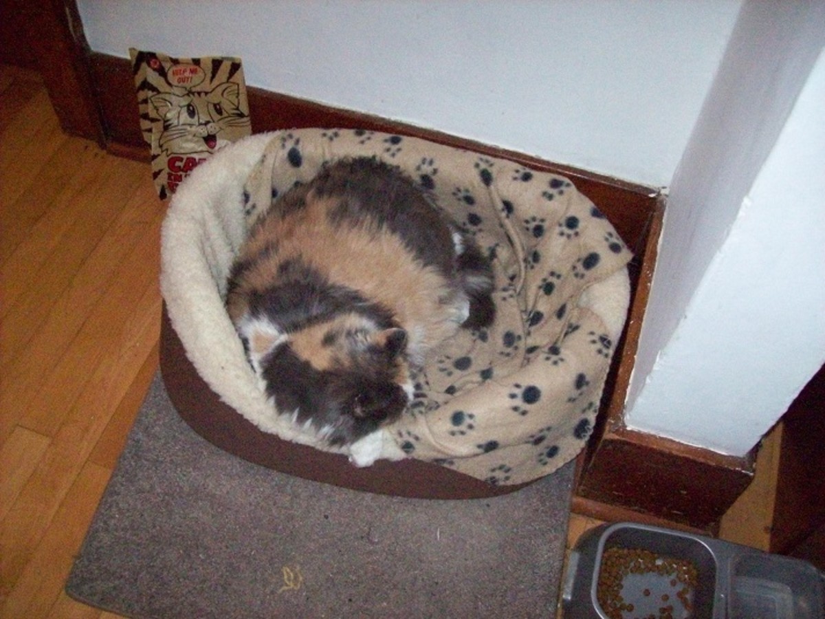 Silly Cat and Her Silly Quirks - HubPages