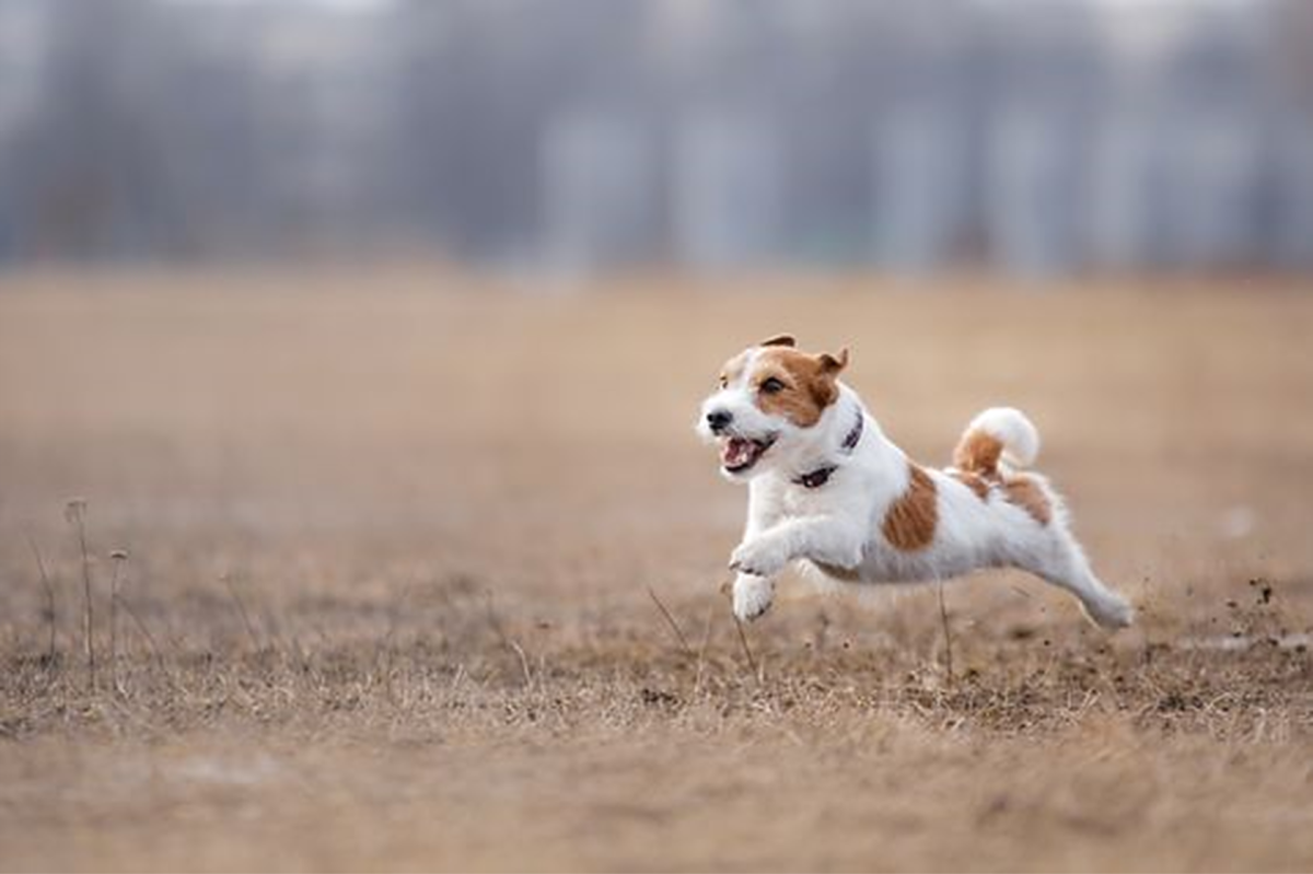 15 Fastest Dog Breeds In The World - HubPages