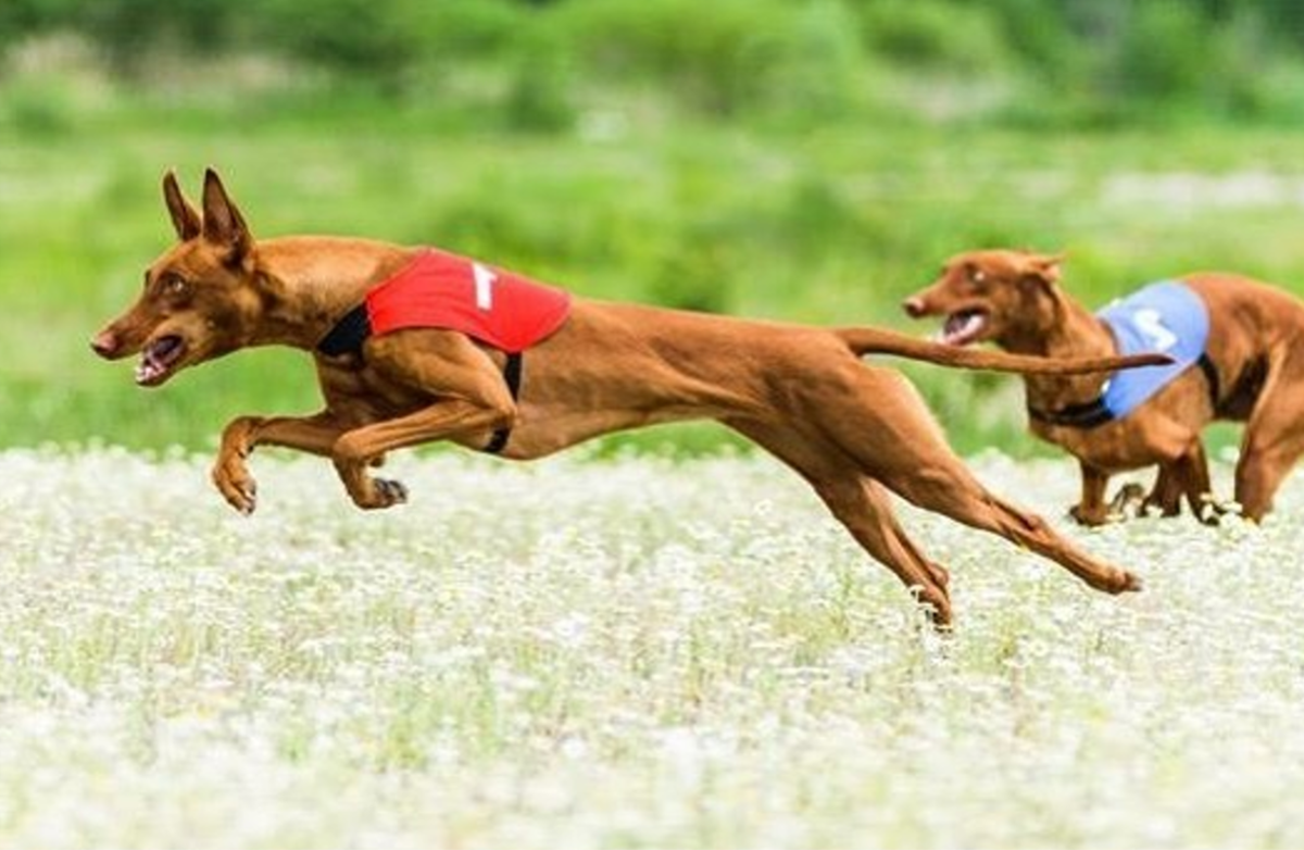 15 Fastest Dog Breeds In The World - HubPages