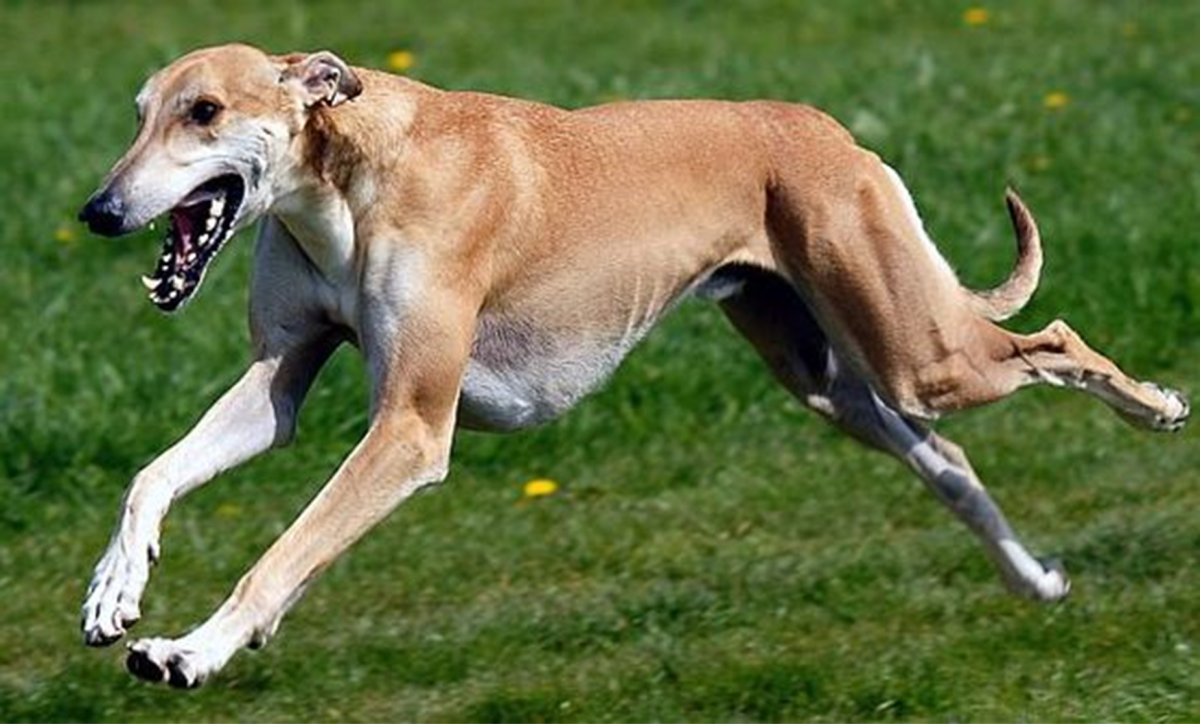 15 Fastest Dog Breeds In The World - HubPages