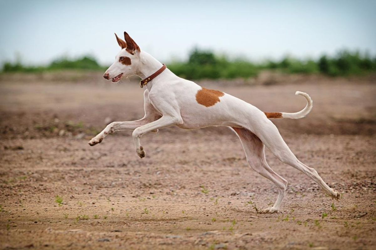 15 Fastest Dog Breeds In The World - HubPages