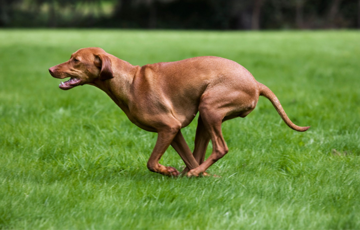 15 Fastest Dog Breeds In The World - HubPages
