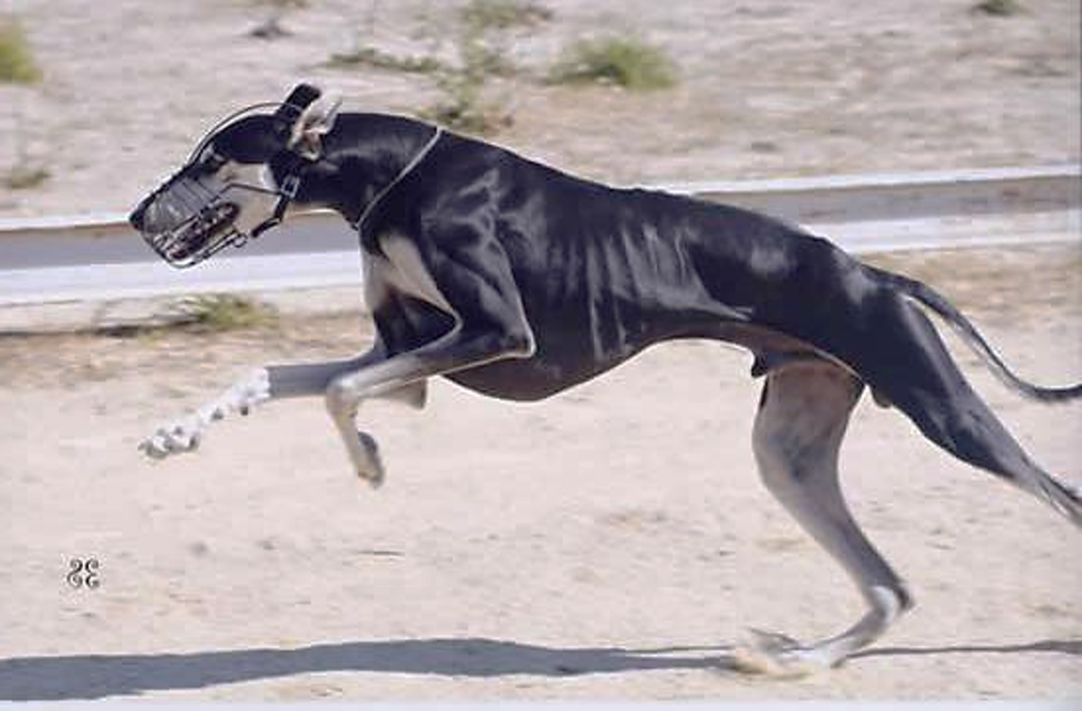 Five Fastest Dog Breeds of India - HubPages