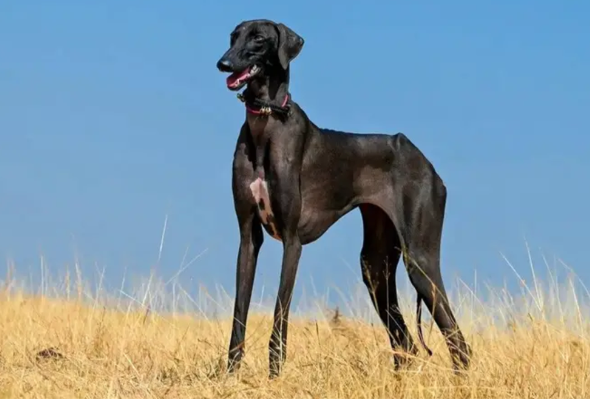 Five Fastest Dog Breeds of India - HubPages
