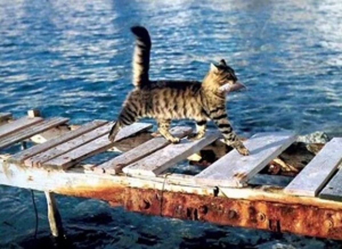 How To Find The Right Cat For You - HubPages