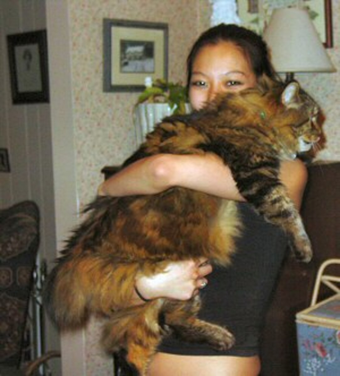 How To Find The Right Cat For You - HubPages