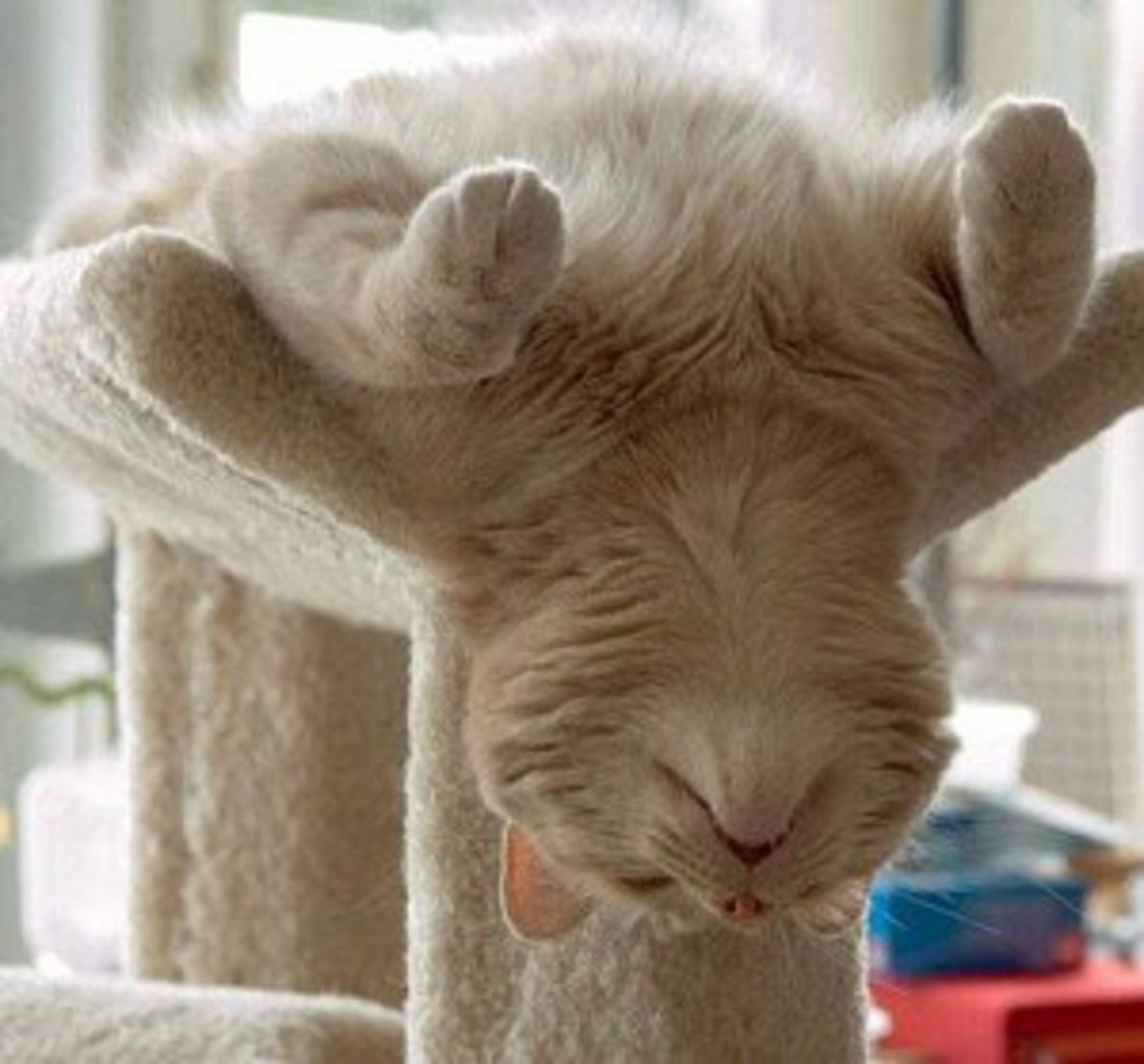 How To Find The Right Cat For You - HubPages