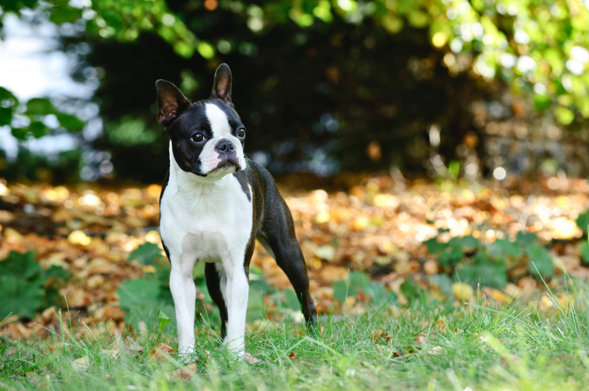 10 Low-Maintenance Small Dog Breeds - HubPages