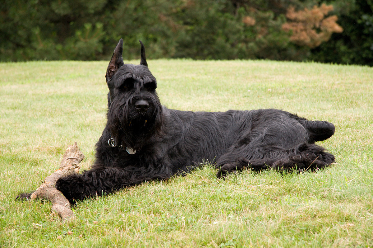 The 3 Schnauzer Types (and More About This Dog Breed) - PetHelpful
