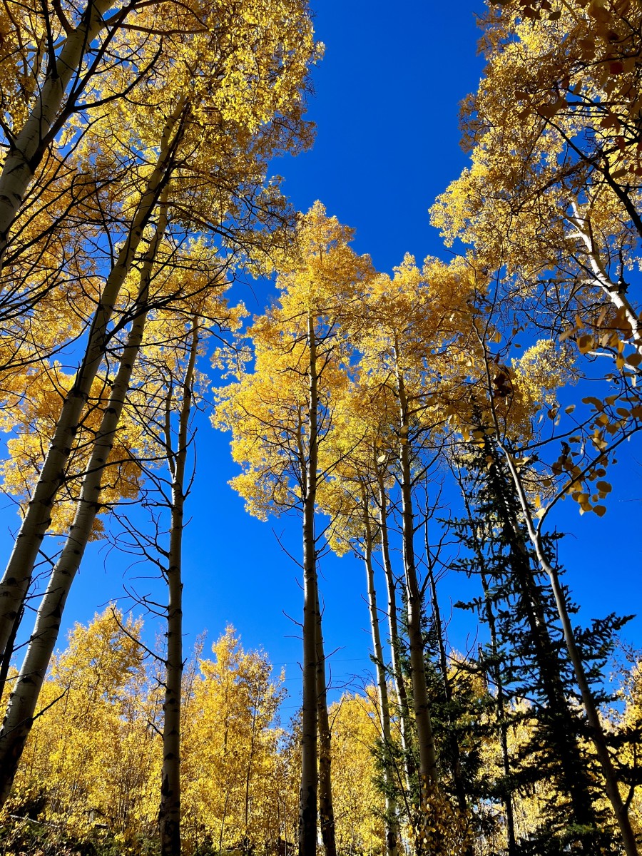 11 Easy Walks and Hikes to See Fall Colors in Colorado - HubPages