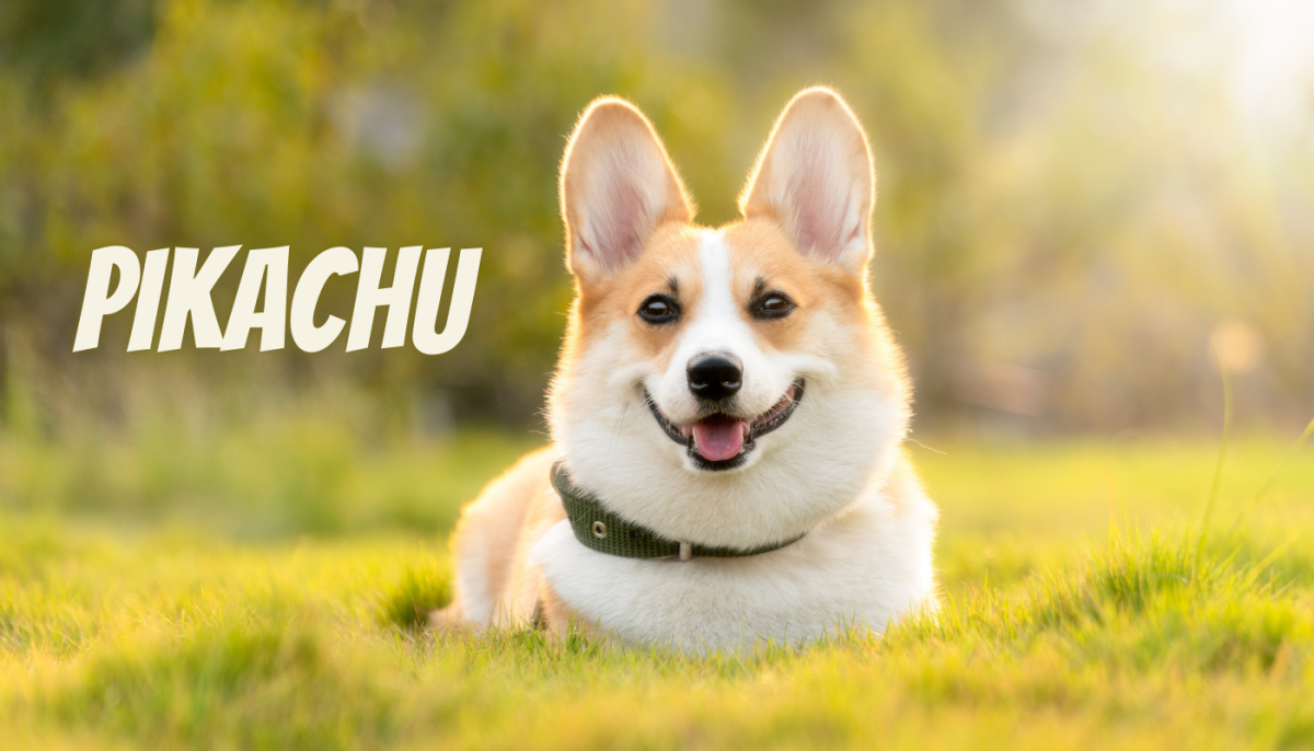 60 Japanese Anime and Manga Character Dog Name Ideas - HubPages