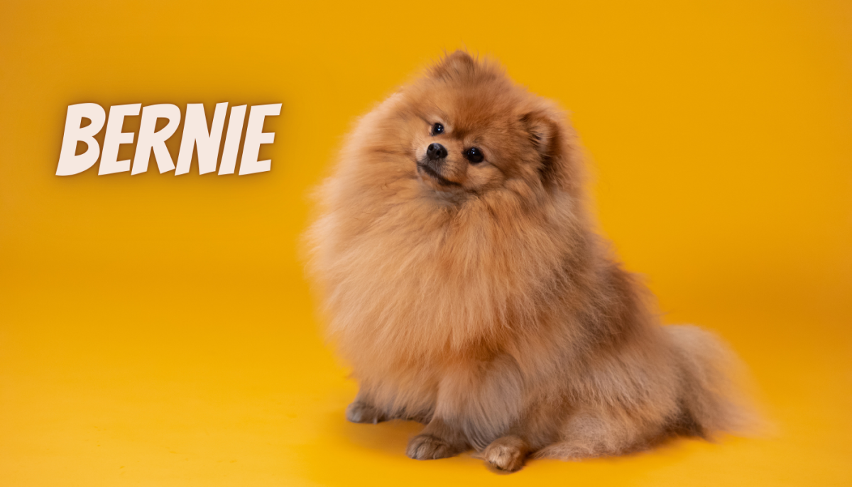 60 Liberal and Democratic Dog Name Ideas - HubPages