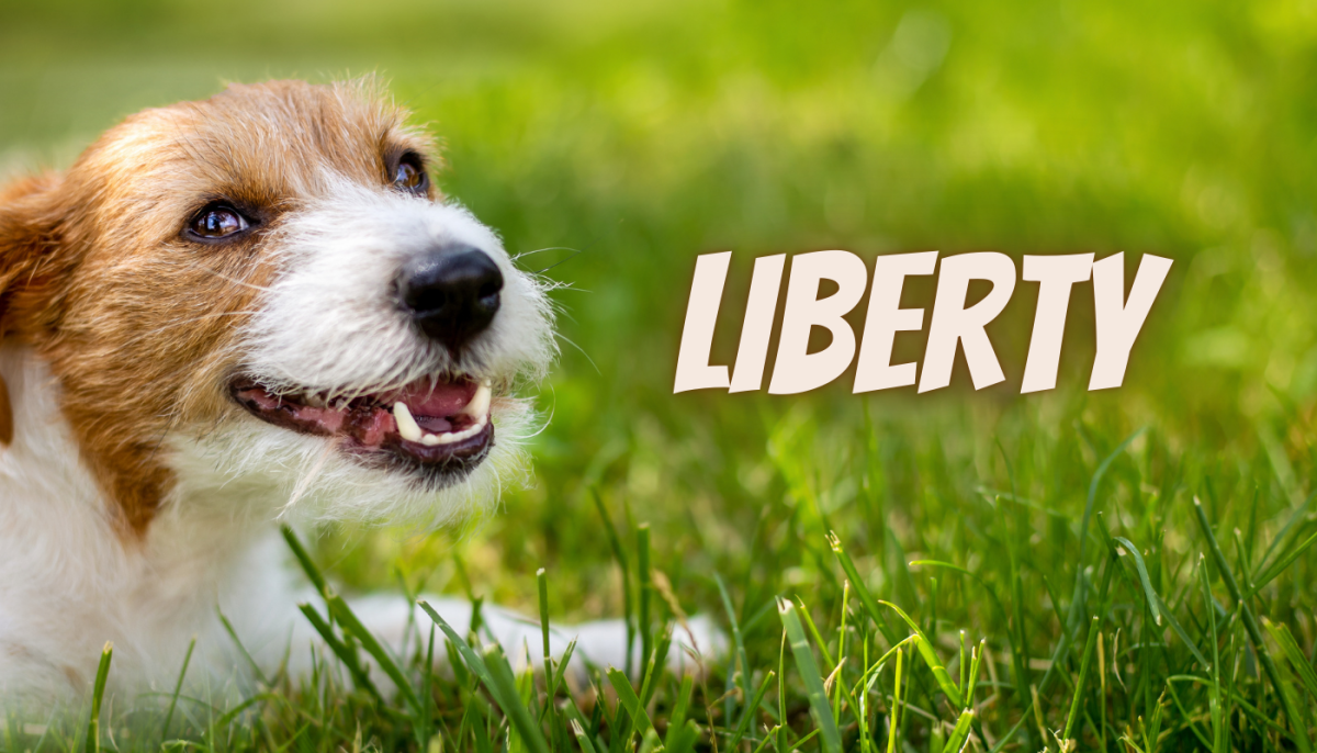 60 Liberal and Democratic Dog Name Ideas - HubPages