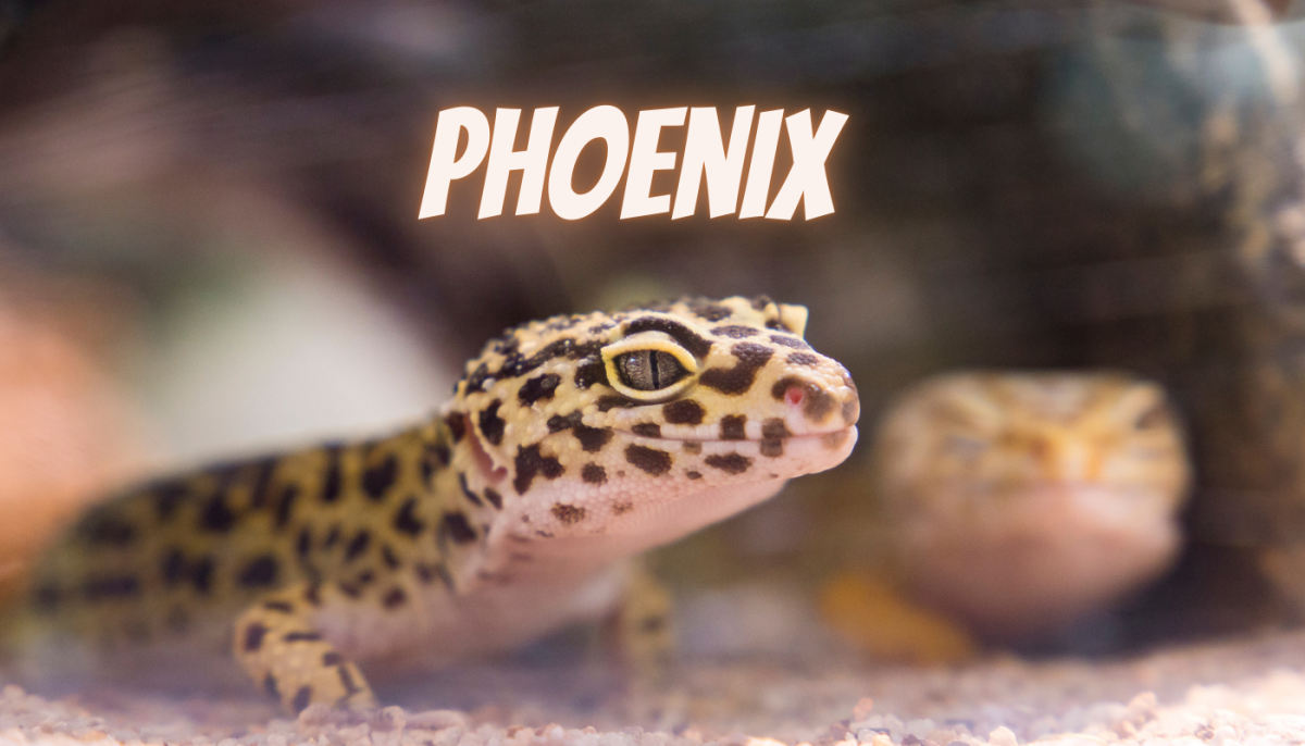 60 Reptile Name Ideas Inspired by Ancient Egypt - HubPages