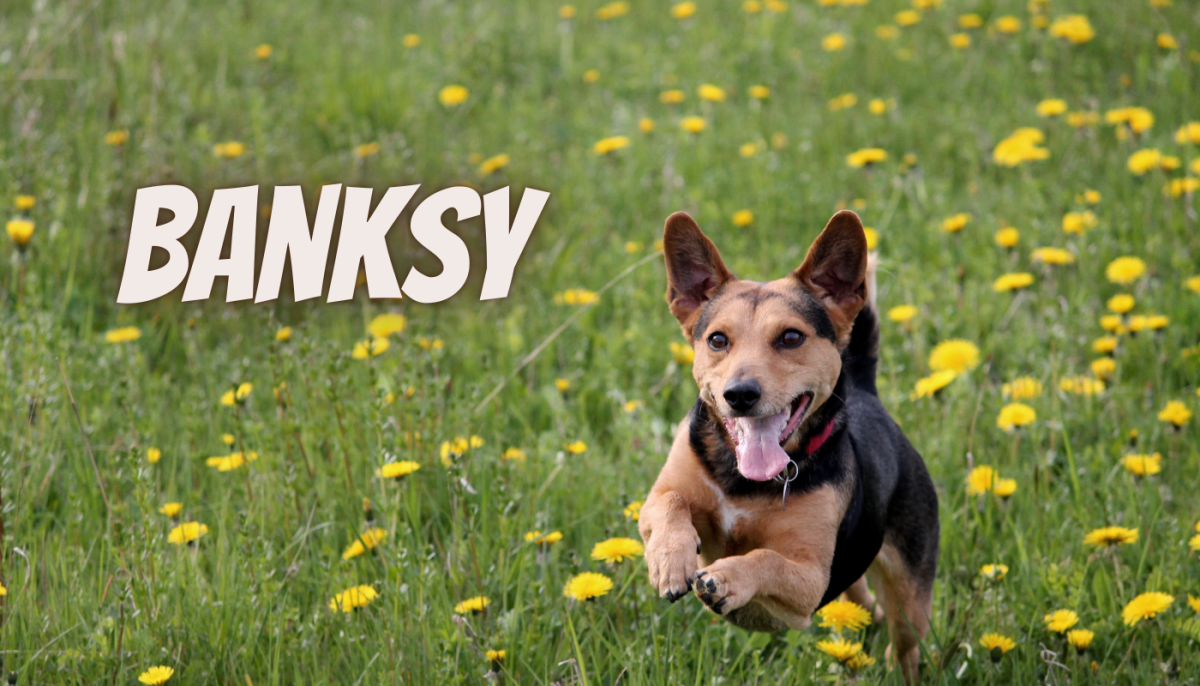 60 Dog Name Ideas Inspired by Famous Artists and Their Works - HubPages