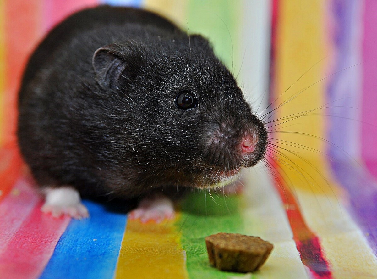 130 Cute and Funny Hamster Names for Males and Females - HubPages