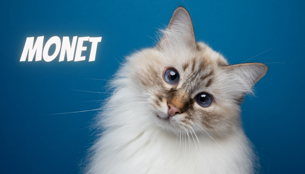 40 Cat Name Ideas Inspired by Famous Artists and Their Works - HubPages