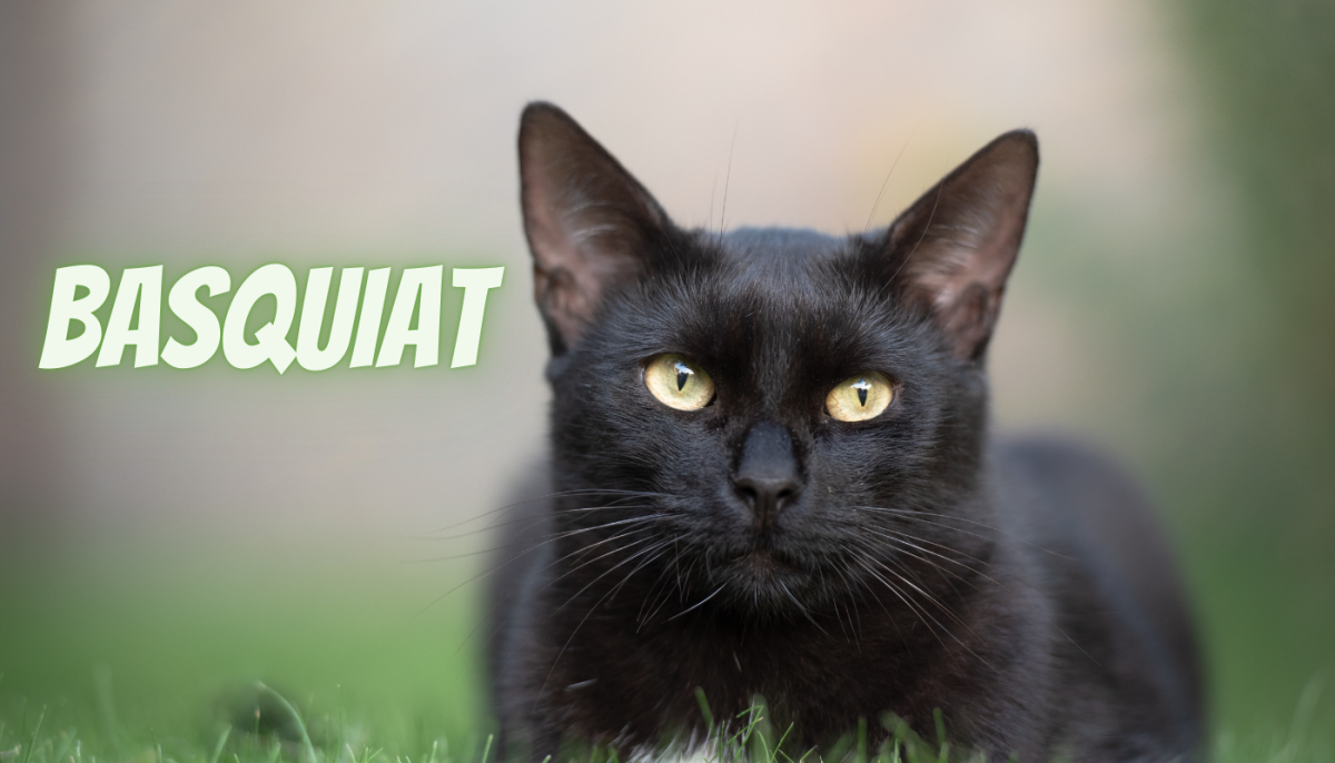 40 Cat Name Ideas Inspired by Famous Artists and Their Works - HubPages
