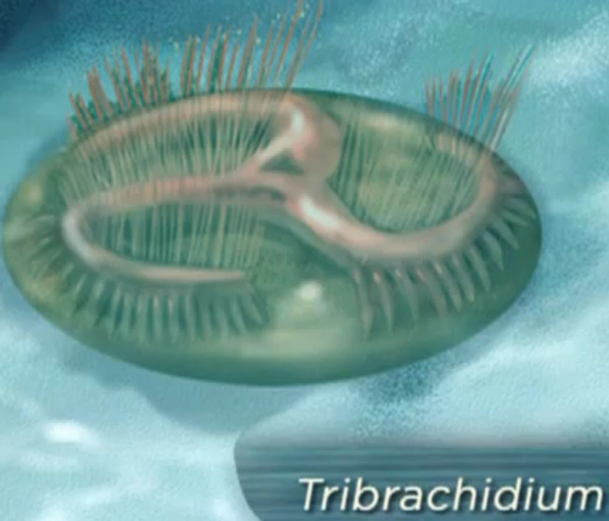 Precambrian Paradise - HubPages