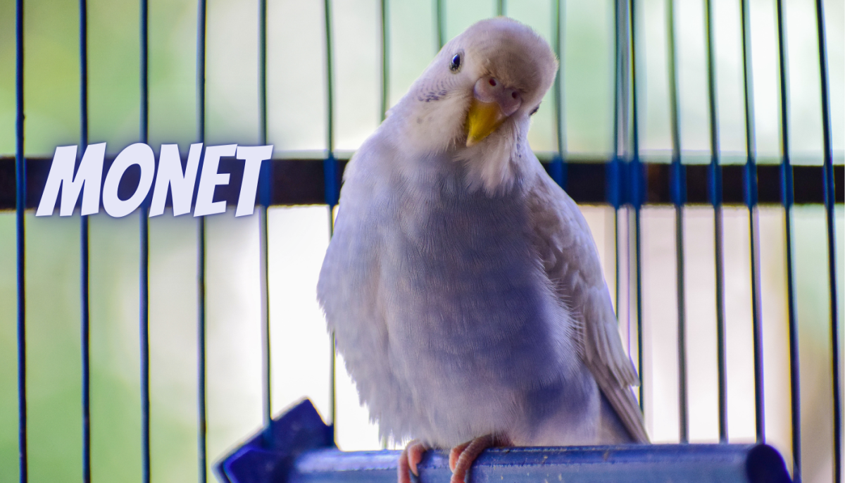 40 Bird Name Ideas Inspired by Famous Artists and Their Works - HubPages