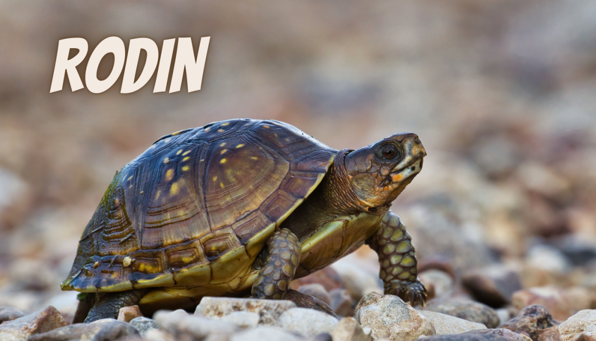 40 Reptile Name Ideas Inspired by Famous Artists and Their Works - HubPages