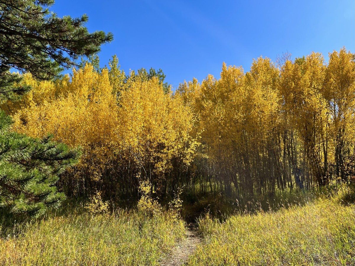 11 Easy Walks and Hikes to See Fall Colors in Colorado - HubPages