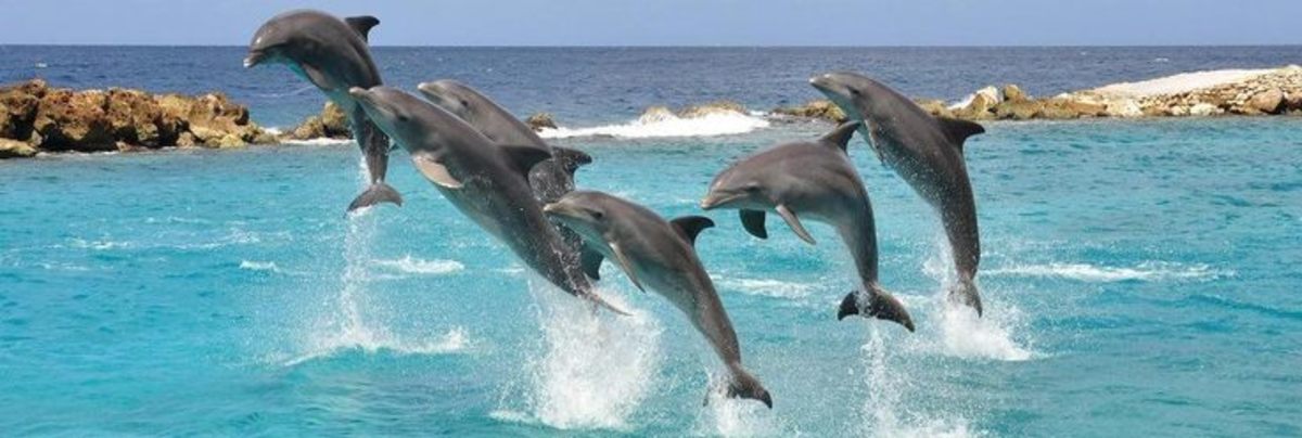 Dolphins: Preserve, Protect and the Basics - HubPages