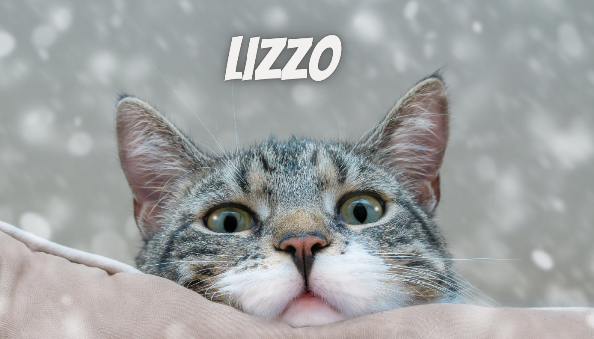 200 Pop Culture Inspired Cat Name Ideas - HubPages