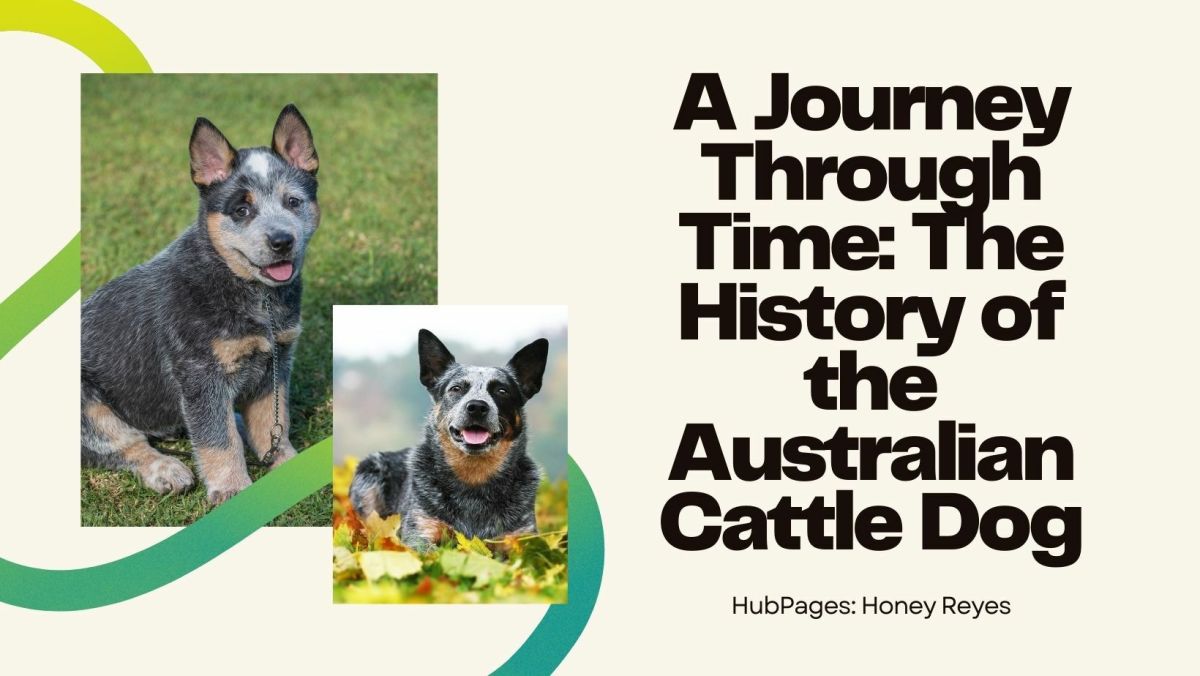 Find Your Perfect Land Property Puppy for Sale: Australian Cattle Dog ...