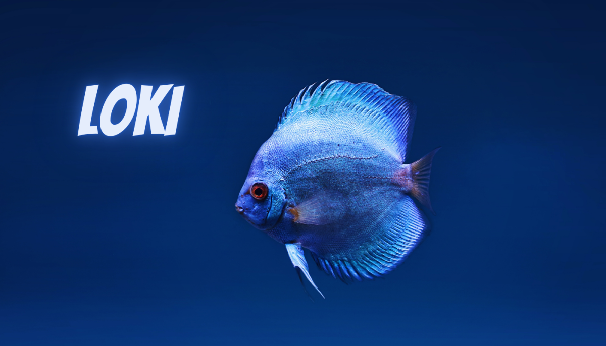 201 Pop Culture Inspired Fish Name Ideas - HubPages