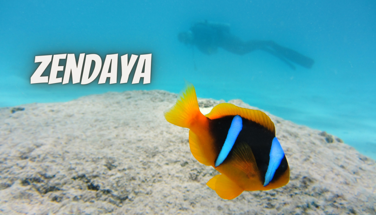 201 Pop Culture Inspired Fish Name Ideas - HubPages