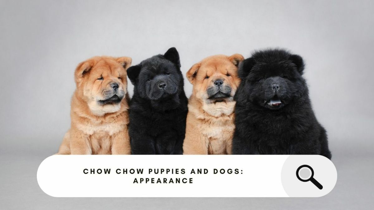 Chow Chow Puppies for Sale: Find Your Perfect Furry Companion - HubPages