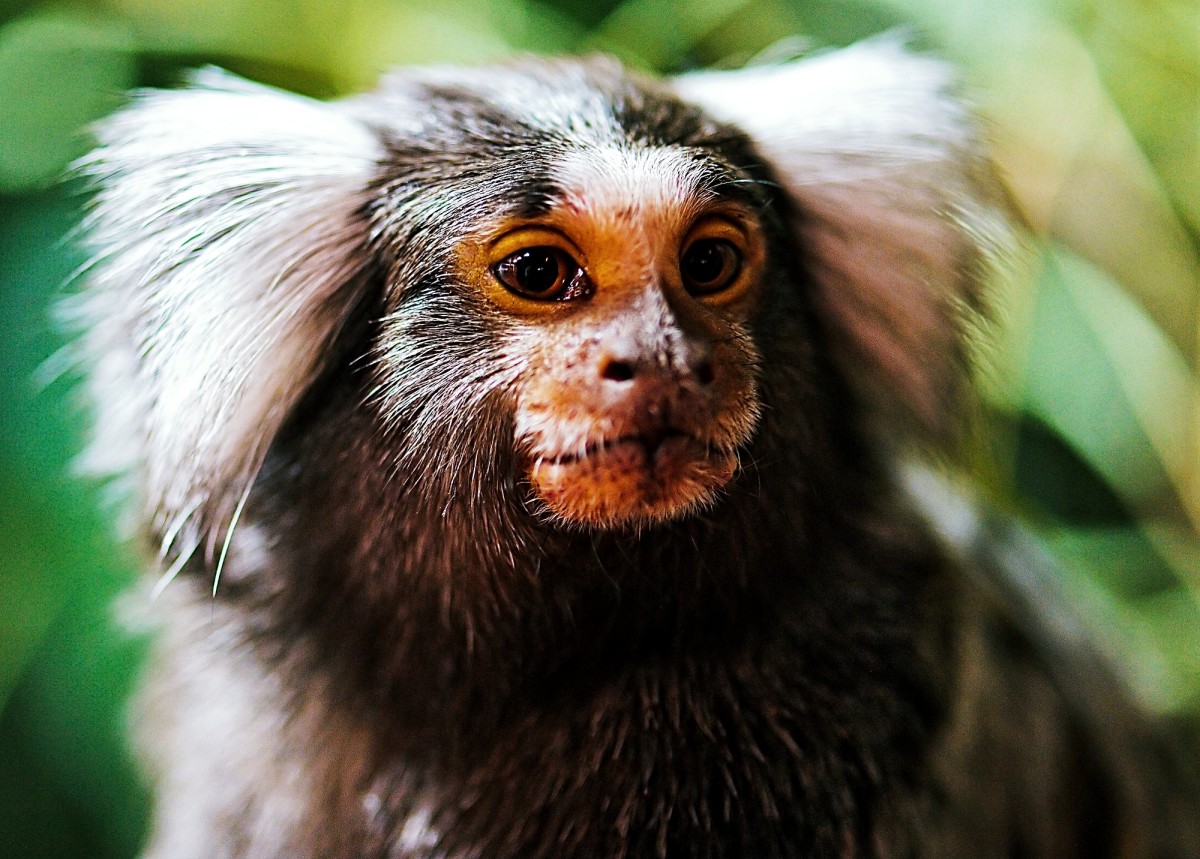 One Exotic Pet That Is Legal in Each State - HubPages