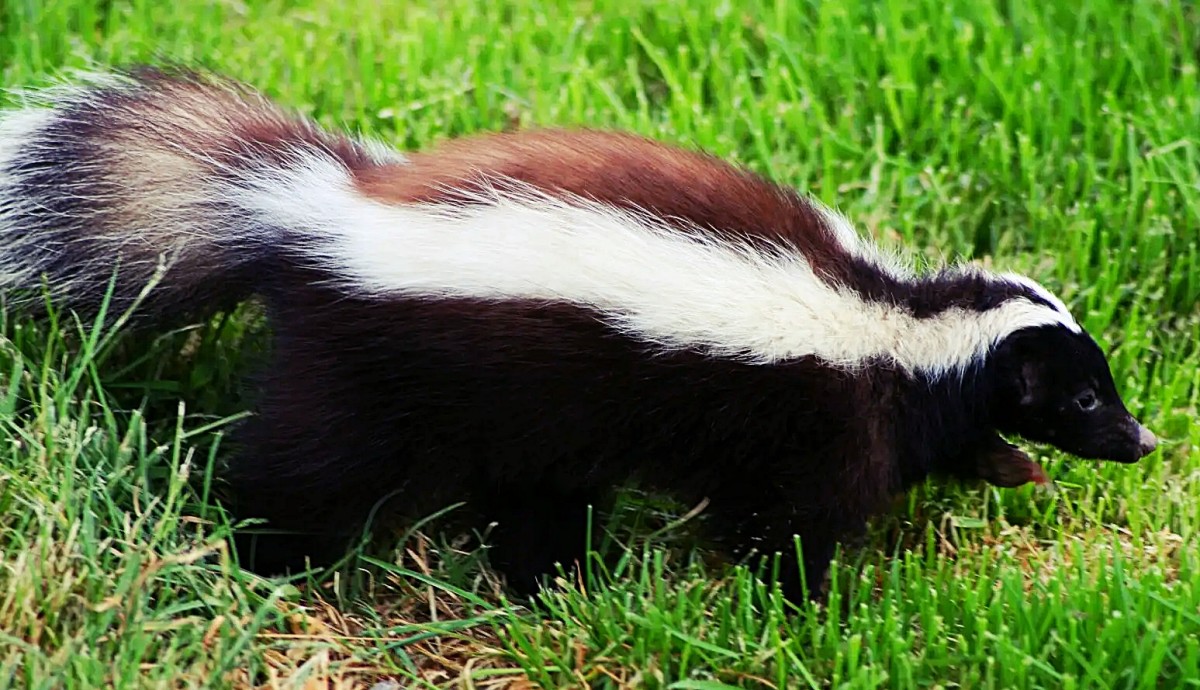 One Exotic Pet That Is Legal in Each State - HubPages