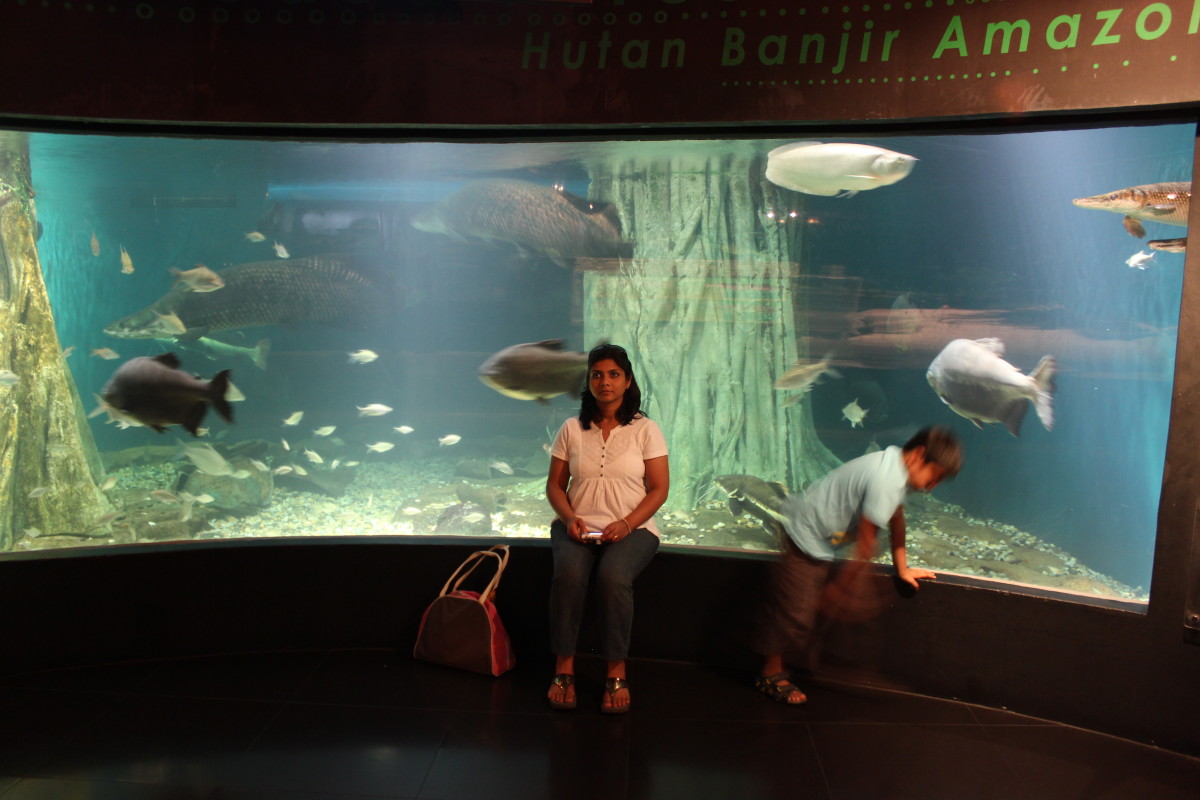 Aquaria KLCC: My Underwater Journey in Kuala Lumpur - HubPages