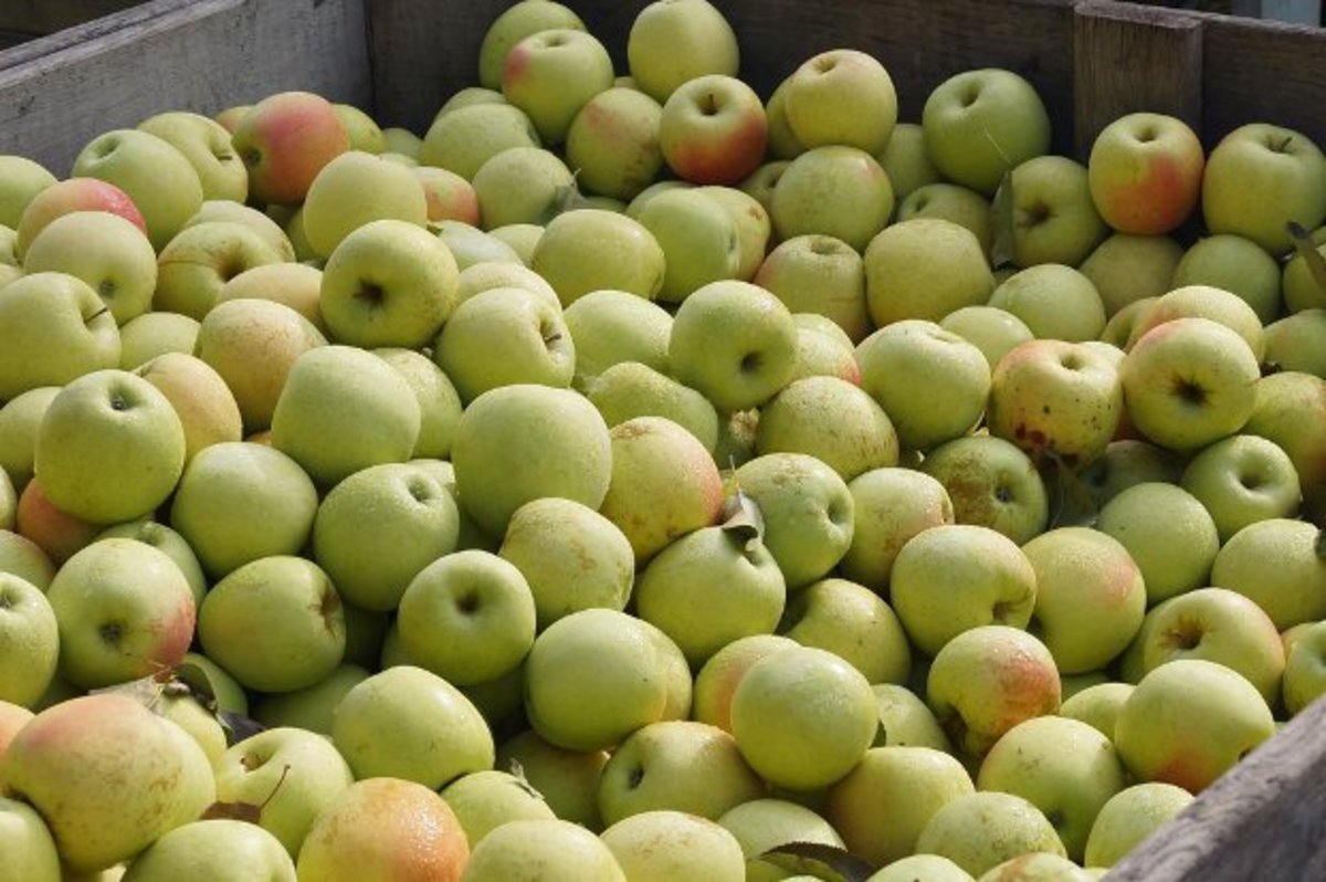 A National Apple Harvest Festival Pictorial. - HubPages