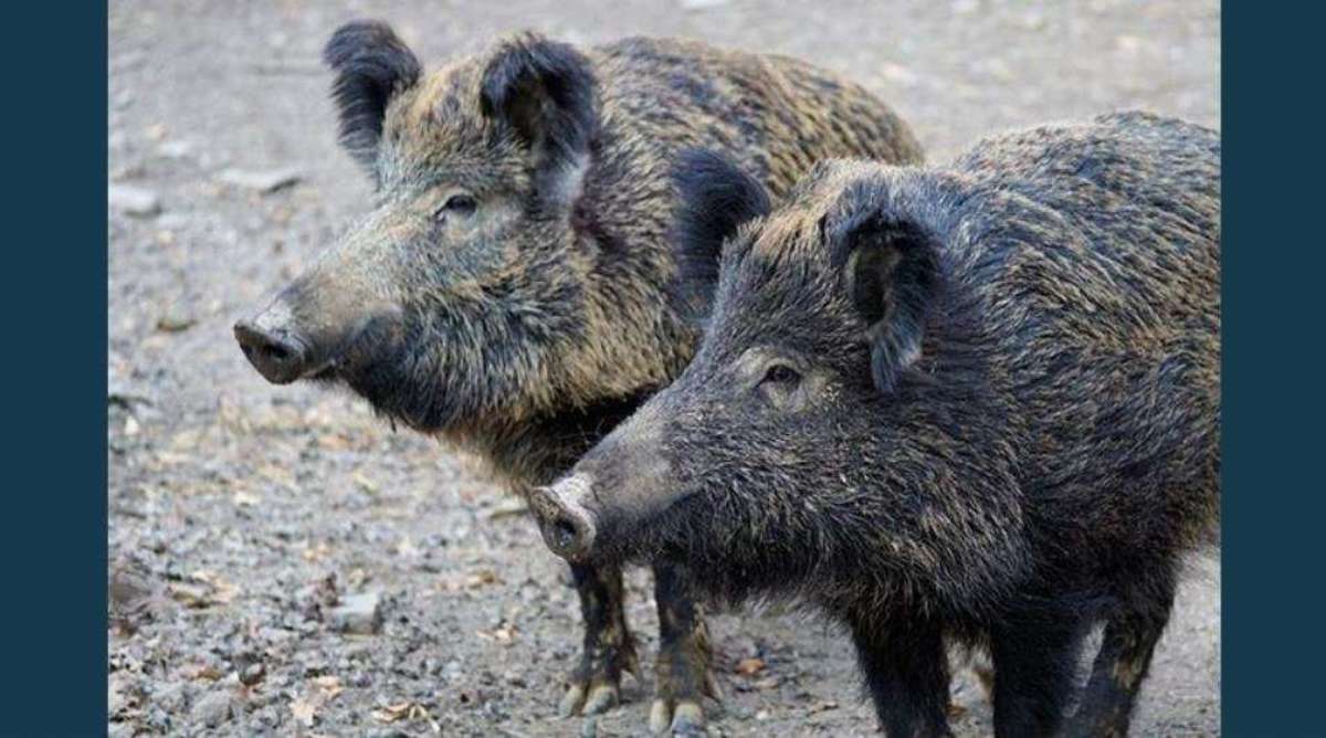 How the Ancient Roman Military Weaponized the Pigs - HubPages