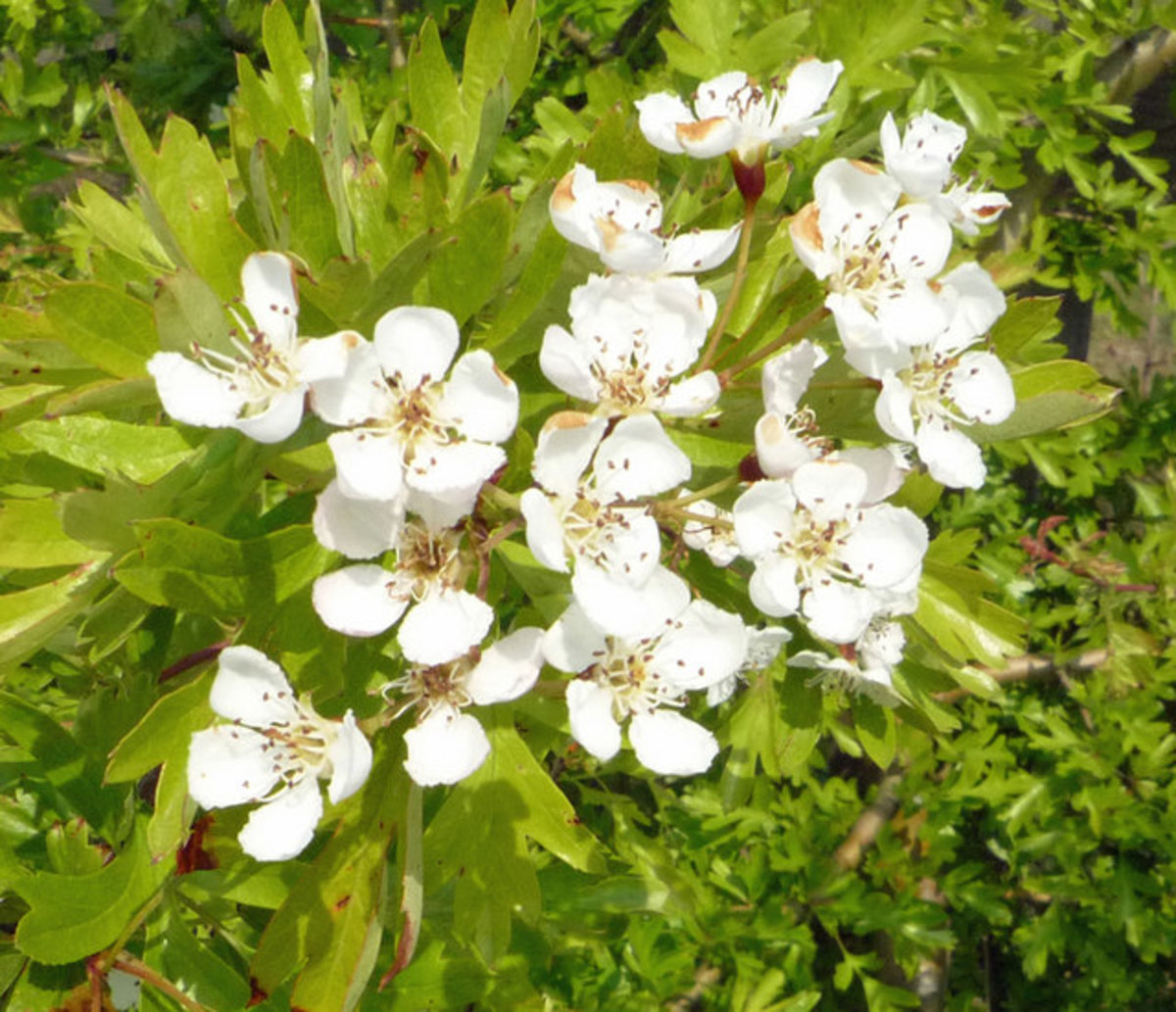 The Magical Hawthorn of May - HubPages