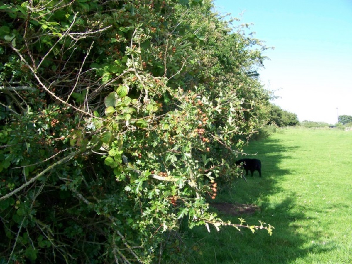 The Magical Hawthorn of May - HubPages