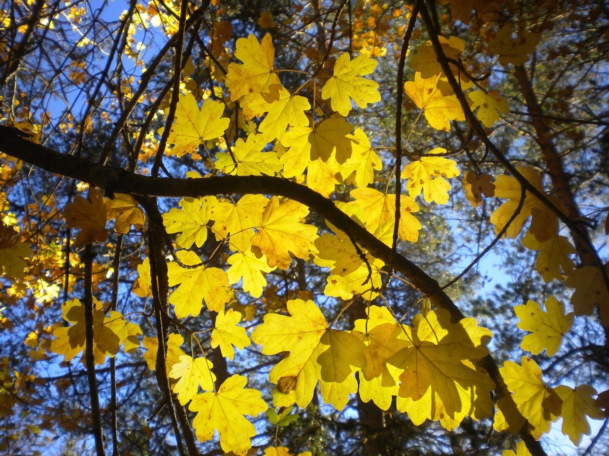 The Best Trees to Plant in Your Yard - Dengarden