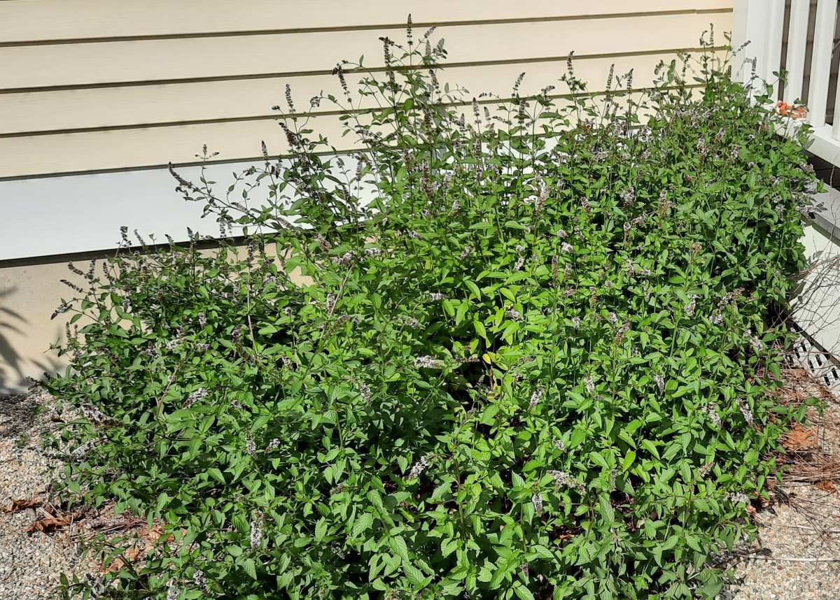 Peppermint: How to Grow and Use It - HubPages