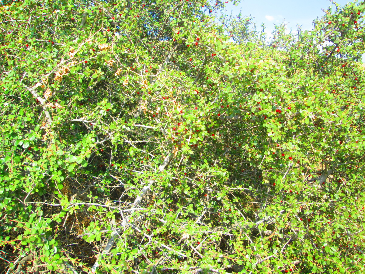 Hiking at Hulda Crooks Park - HubPages