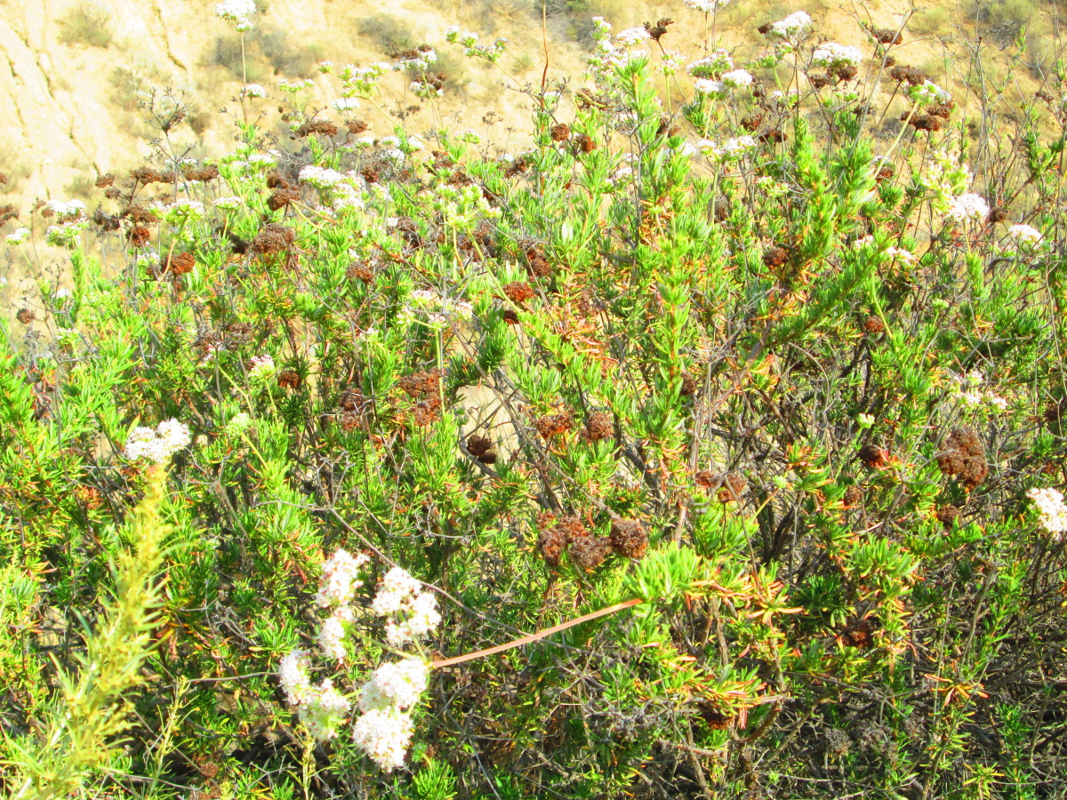 Hiking at Hulda Crooks Park - HubPages