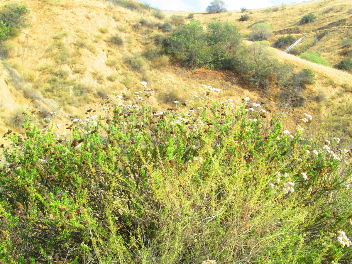 Hiking at Hulda Crooks Park - HubPages
