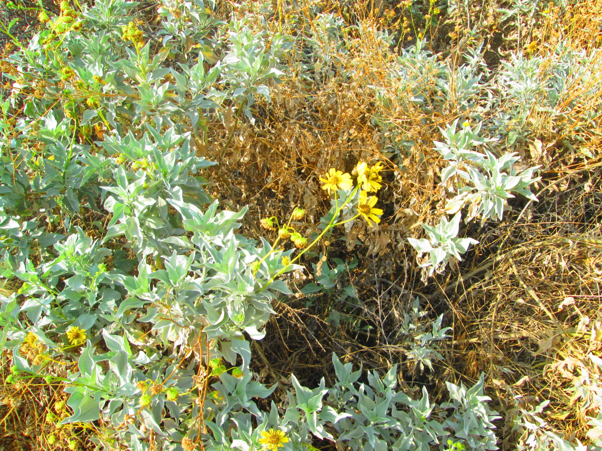 Hiking at Hulda Crooks Park - HubPages