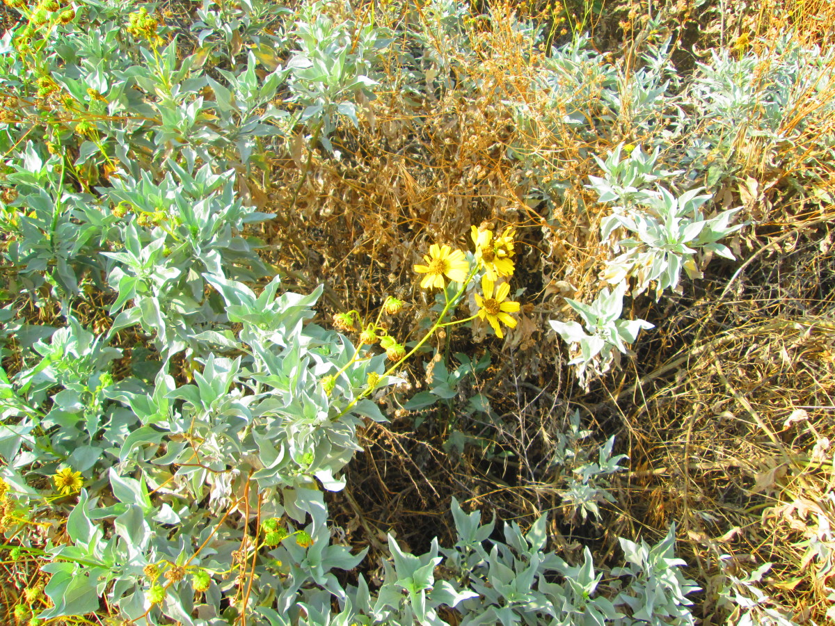 Hiking at Hulda Crooks Park - HubPages