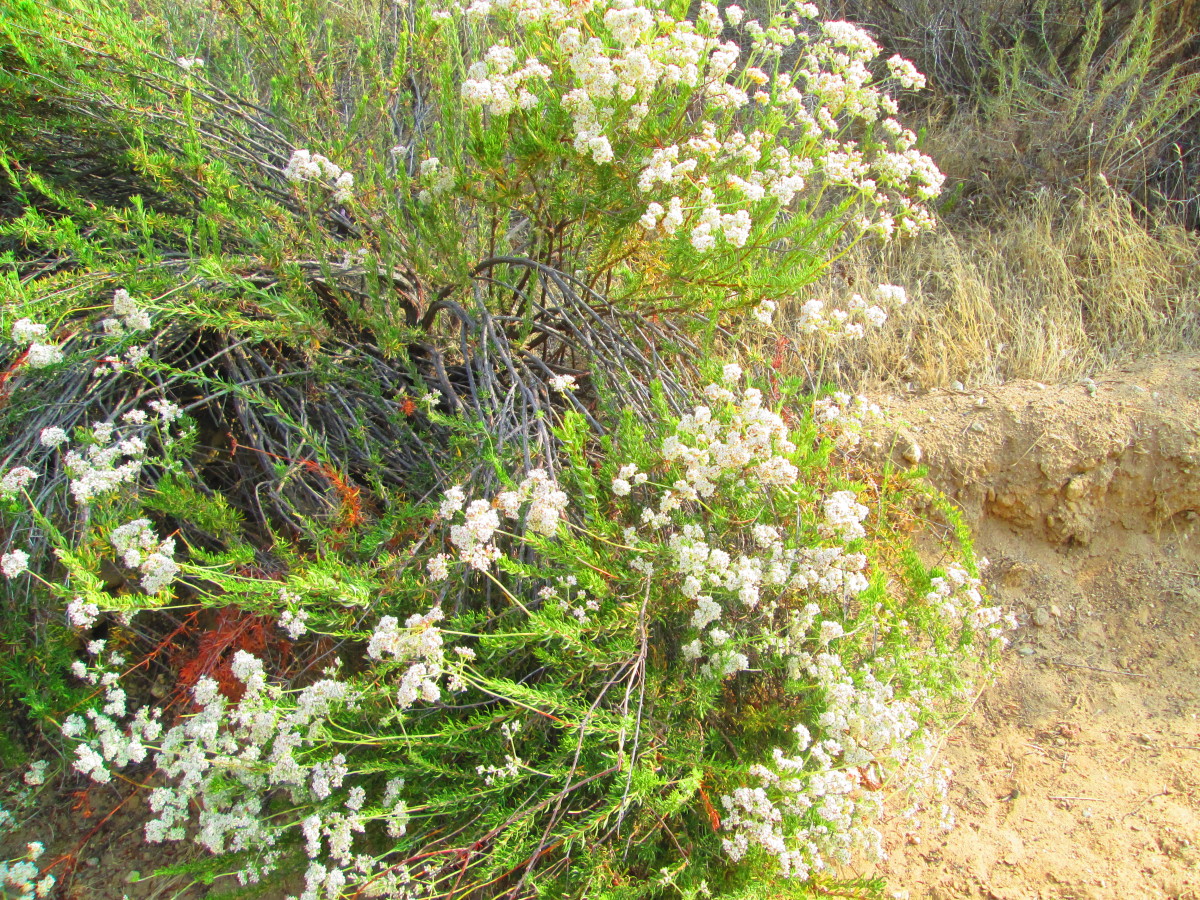 Hiking at Hulda Crooks Park - HubPages