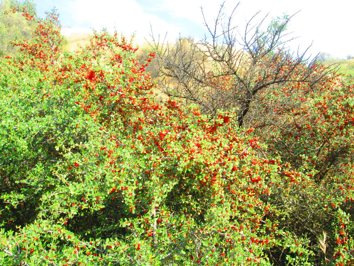 Hiking at Hulda Crooks Park - HubPages